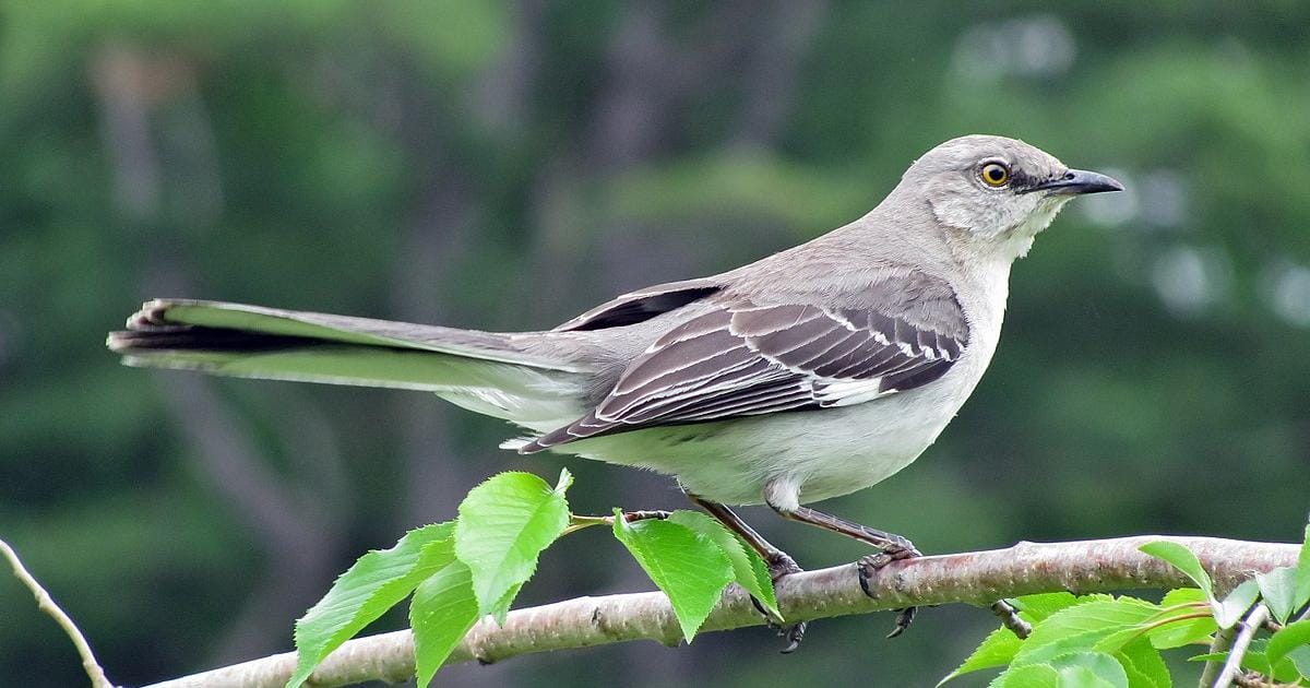 Python Mocking, Die Heimtückischen Bits | Xebia